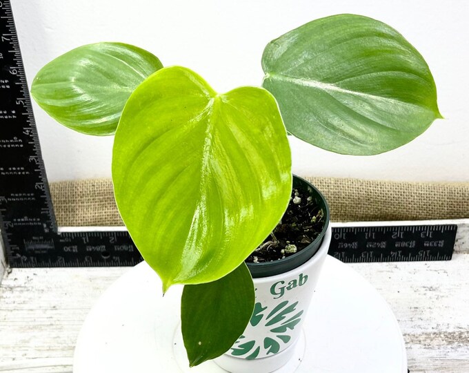 Philodendron Eximium Aka Philodendron Amphibium in 4 Pot - Etsy