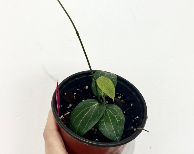 Hoya Fitchii in 4 Pot With New Growth, Rare Hoya, Hard to Find Hoya ...