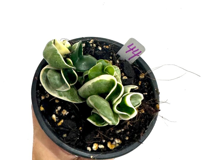 Hoya Compacta Variegata 4" Pot - Variegated Hoya Compacta, Hindu Rope ...