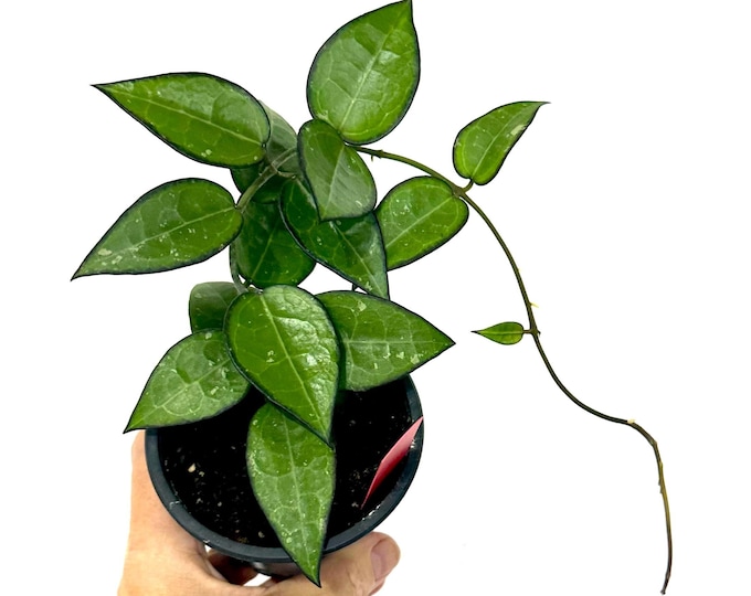 Hoya Parasitica 'black Margin' in 3" Pot - Hoya Black Margin, Hoya ...