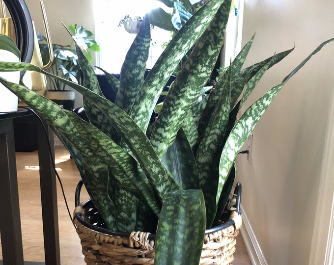 Sansevieria Trifasciata 'jaboa' Unrooted Cutting - Jaboa Snake One 10 ...