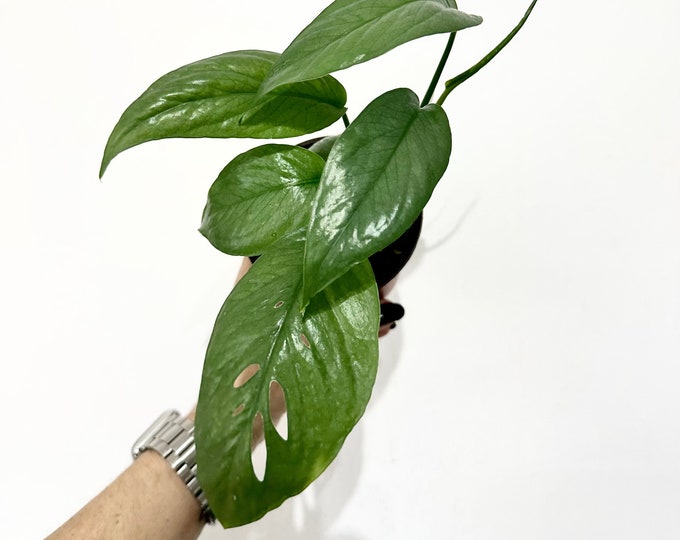 Cebu Blue Aka Epipremnum Pinnatum 'cebu Blue' in 4" Pot / Cebu Blue ...