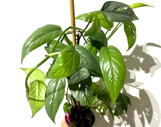 Cebu Blue Aka Epipremnum Pinnatum 'cebu Blue' in 4 Pot / Fenestrated ...