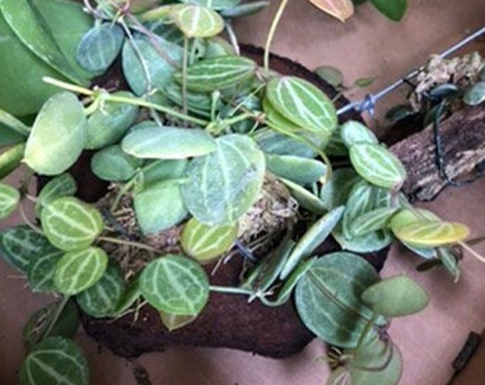 Dischidia Ovata Rare Round Leaf Aka Watermelon Dischidia on Wooden ...