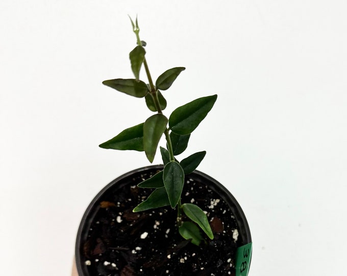 Hoya Bella in 4" Pot Starting to Trail - Exact Plant #38 - Etsy
