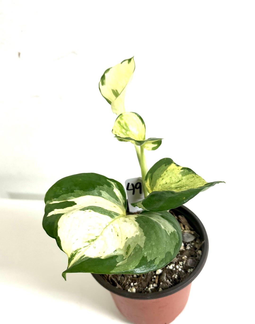 Manjula Pothos in 4” Pot / Epipremnum Aureum 'manjula' Pothos - Exact ...