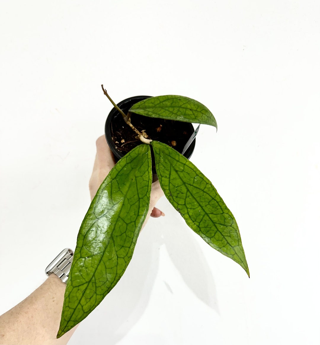 Hoya Finlaysonii LARGE Leaves in 4 Pot With New Growth, Rare Hoya, Hard ...