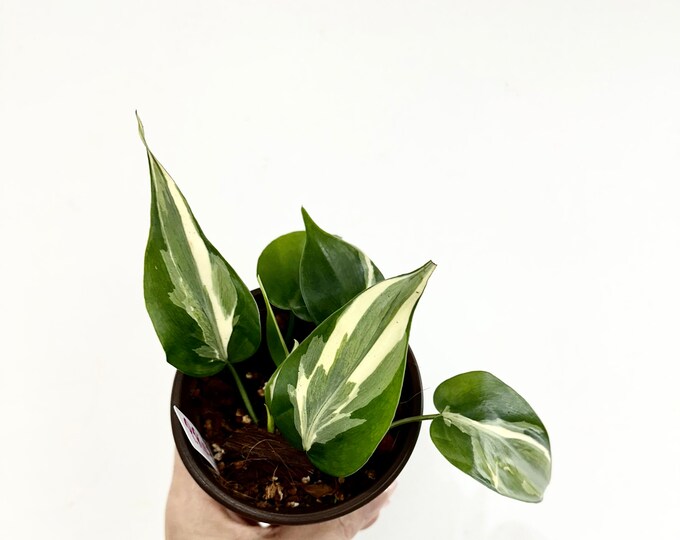 Philodendron Rio, Philodendron Hederaceum, Rio Heart Shaped ...