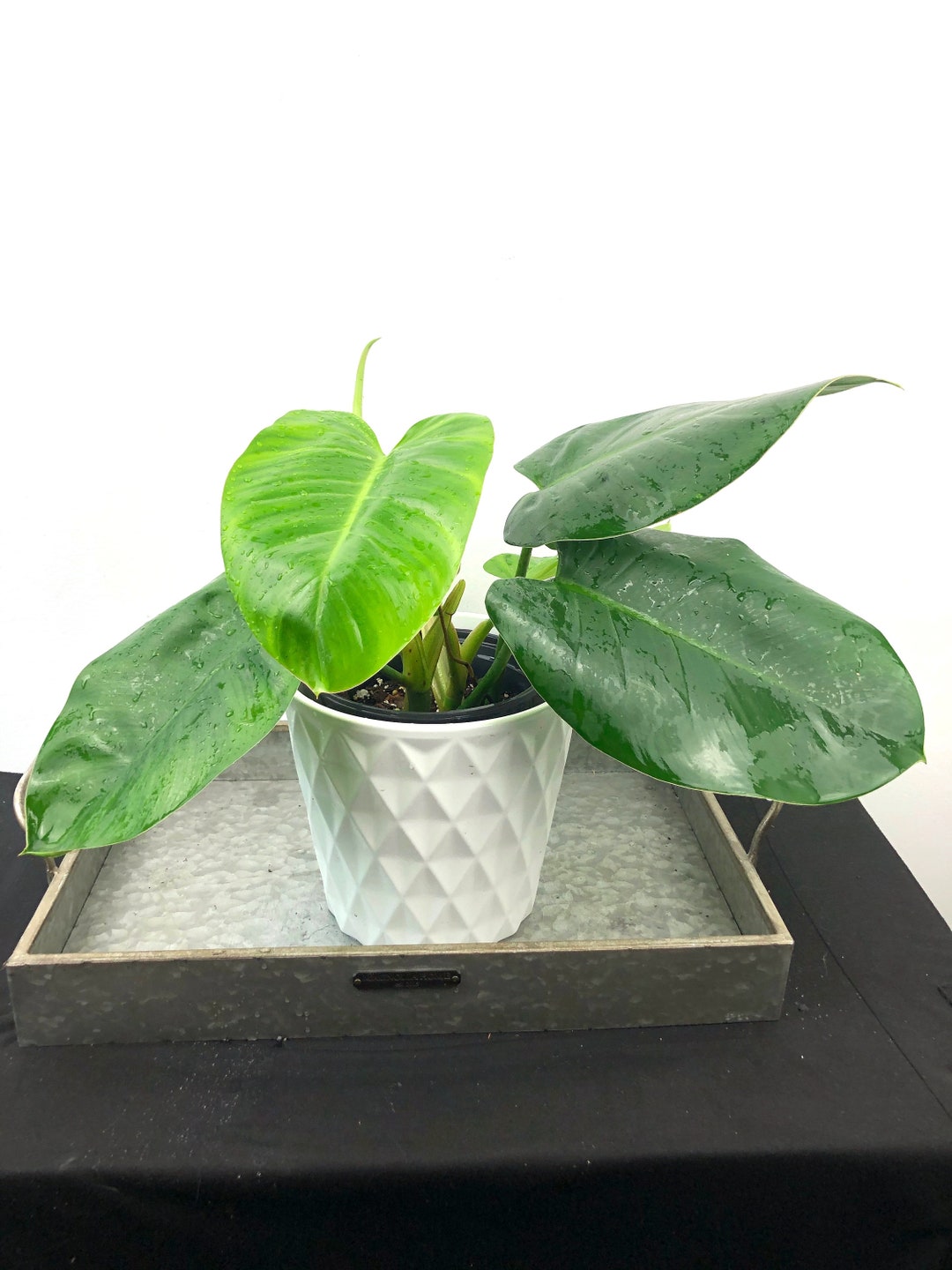 Philodendron Green Emerald Cutting - LARGE Leafed Aroid One 6" Unrooted ...