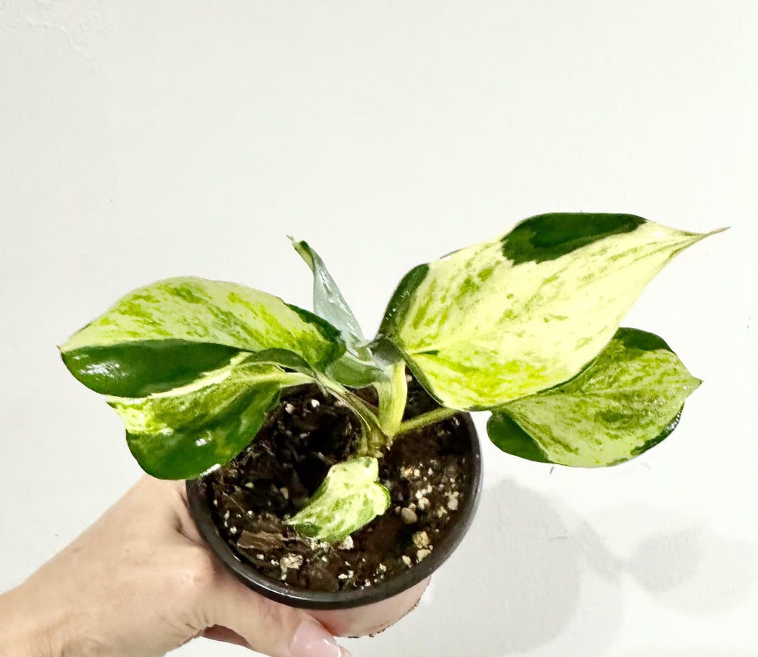 Manjula Pothos in 4” Pot / Epipremnum Aureum 'manjula' Pothos - Exact ...