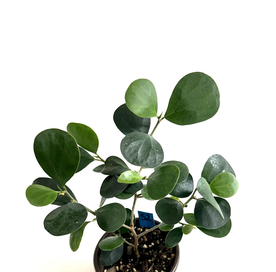 Ficus Deltoidea, Mistletoe Fig in 4" Pot - Ficus Deltoidea, Mistletoe ...