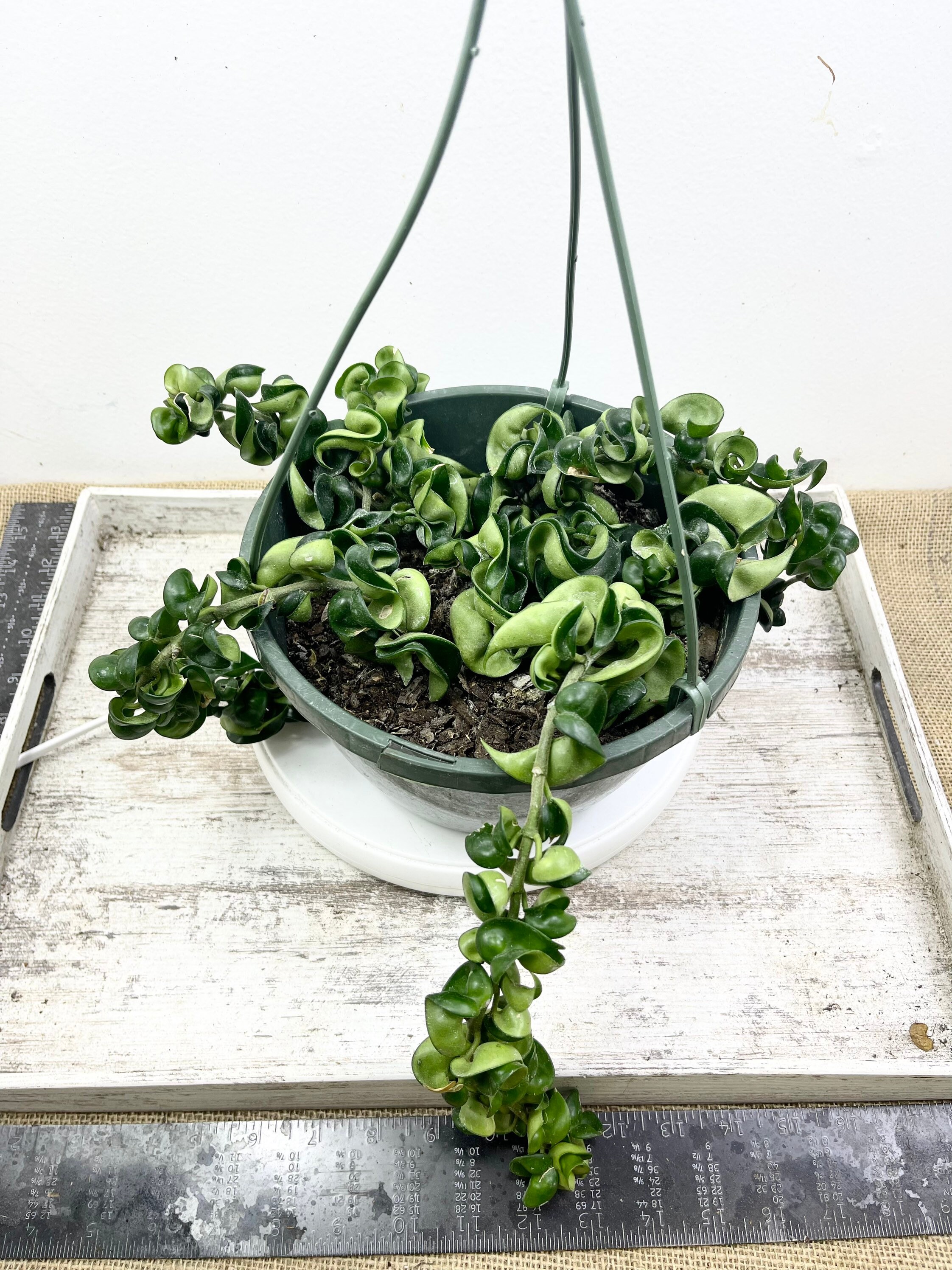 Hoya Carnosa compacta Aka Hindu Rope Hoya 8 Hanging Basket | Etsy