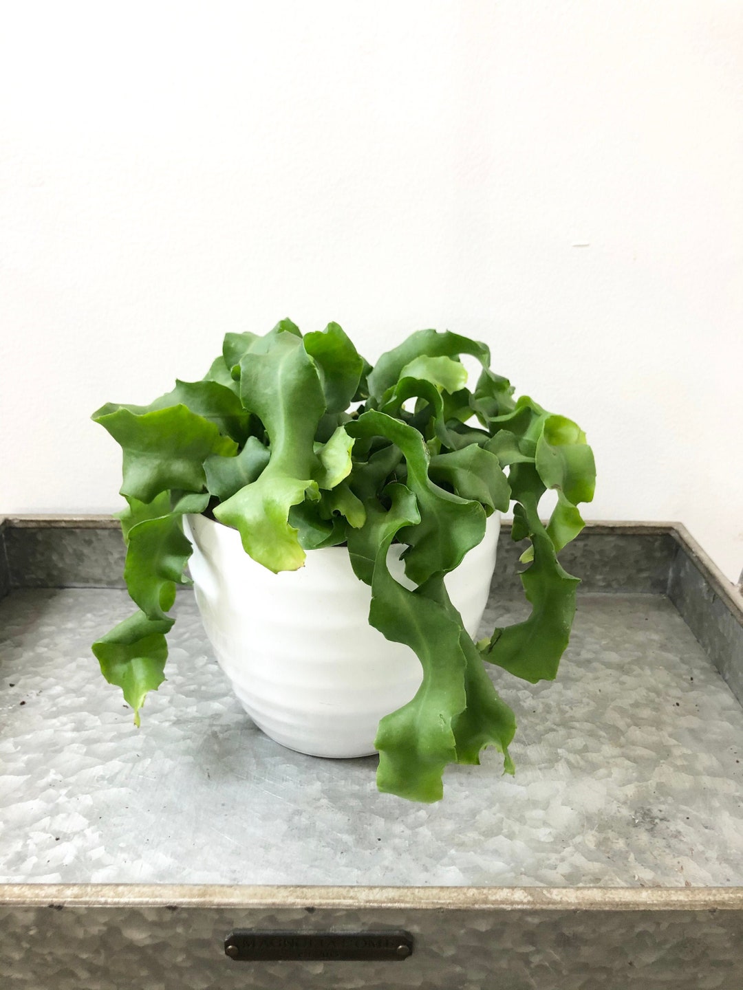 Curly Orchid Cactus UNROOTED Cutting Aka Guatemalense Monstrosa ...