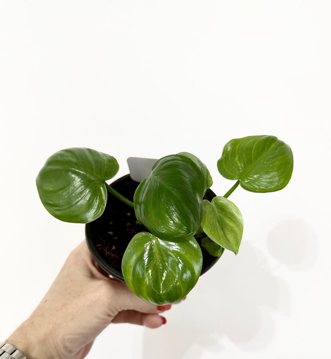 Philodendron Eximium Aka Philodendron Amphibium in 4 Pot - Etsy
