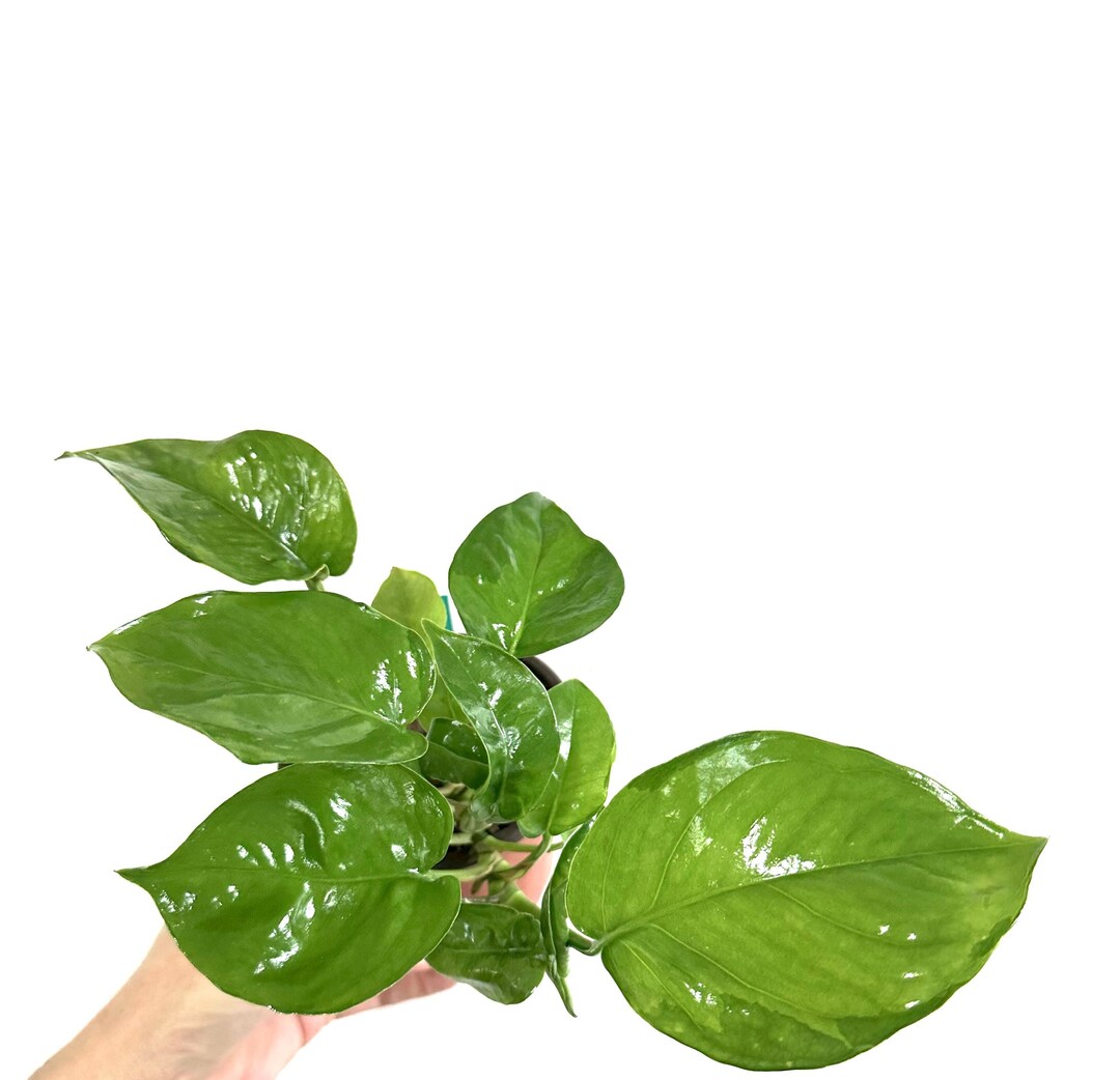 Emerald Pothos in 4 Pot / Epipremnum Aureum Exact Plant 23 - Etsy