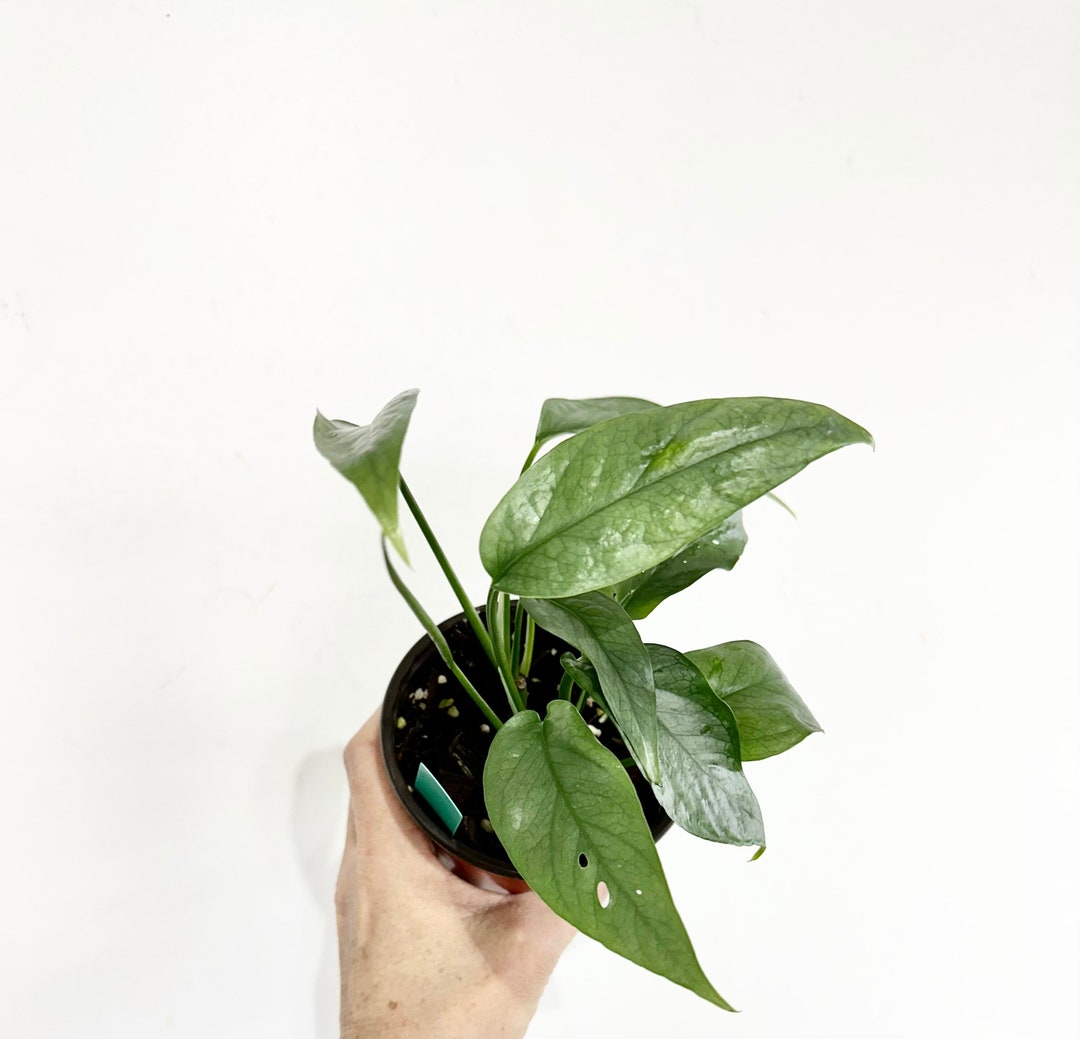 Cebu Blue Aka Epipremnum Pinnatum 'cebu Blue' in 4 Pot / Cebu Blue ...