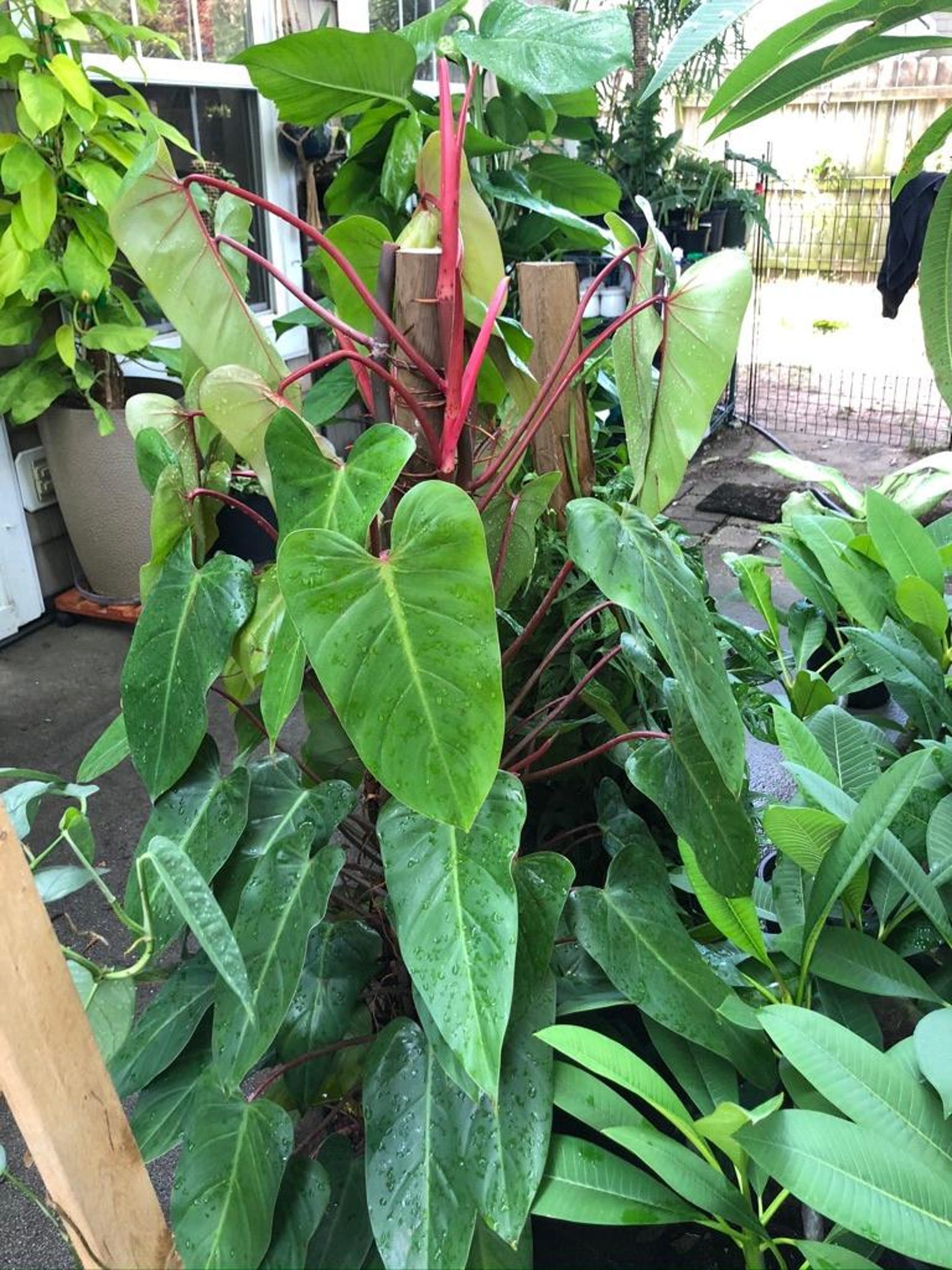 Philodendron Red Emerald Unrooted 6" Cutting With Multiple Nodes ...