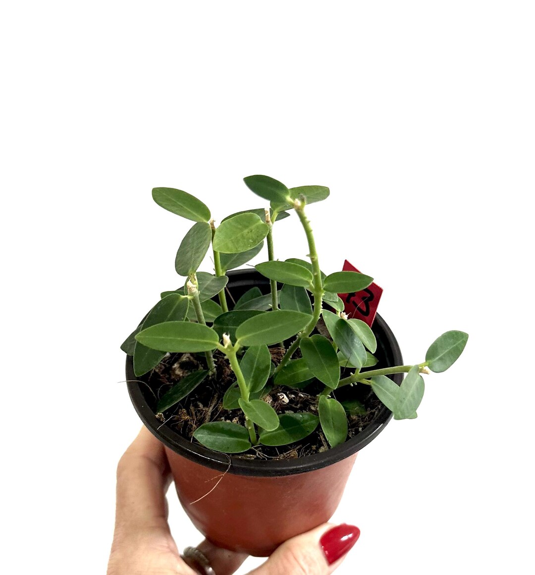 Hoya Cumingiana in 4" Pot / Hard to Find Hoya Cumingiana With Shrub ...