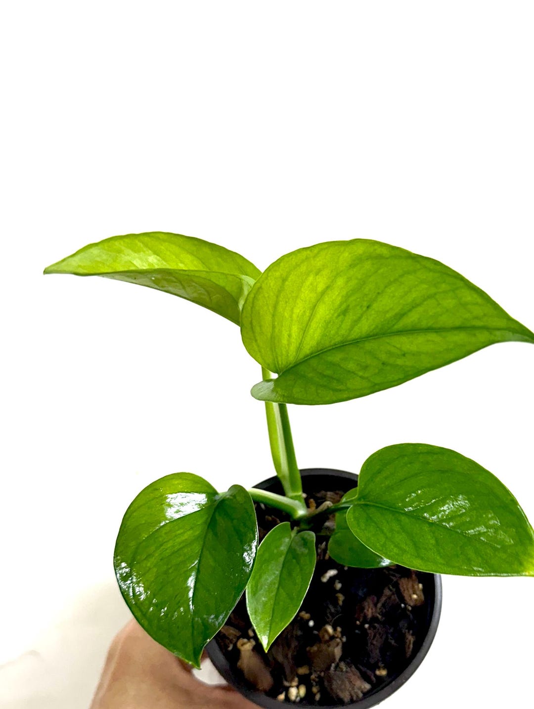 Jessenia Pothos Aka Epipremnum Aureum ‘jessenia’ - Beautiful Jessenia ...