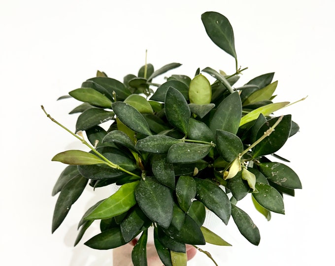 RARE Hoya Burtoniae - LARGE Full Trailing Hoya Burtoniae Trailing in 6 ...