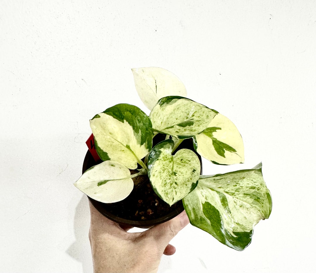 Manjula Pothos in 4 Pot / Epipremnum Aureum 'manjula' Pothos Exact ...