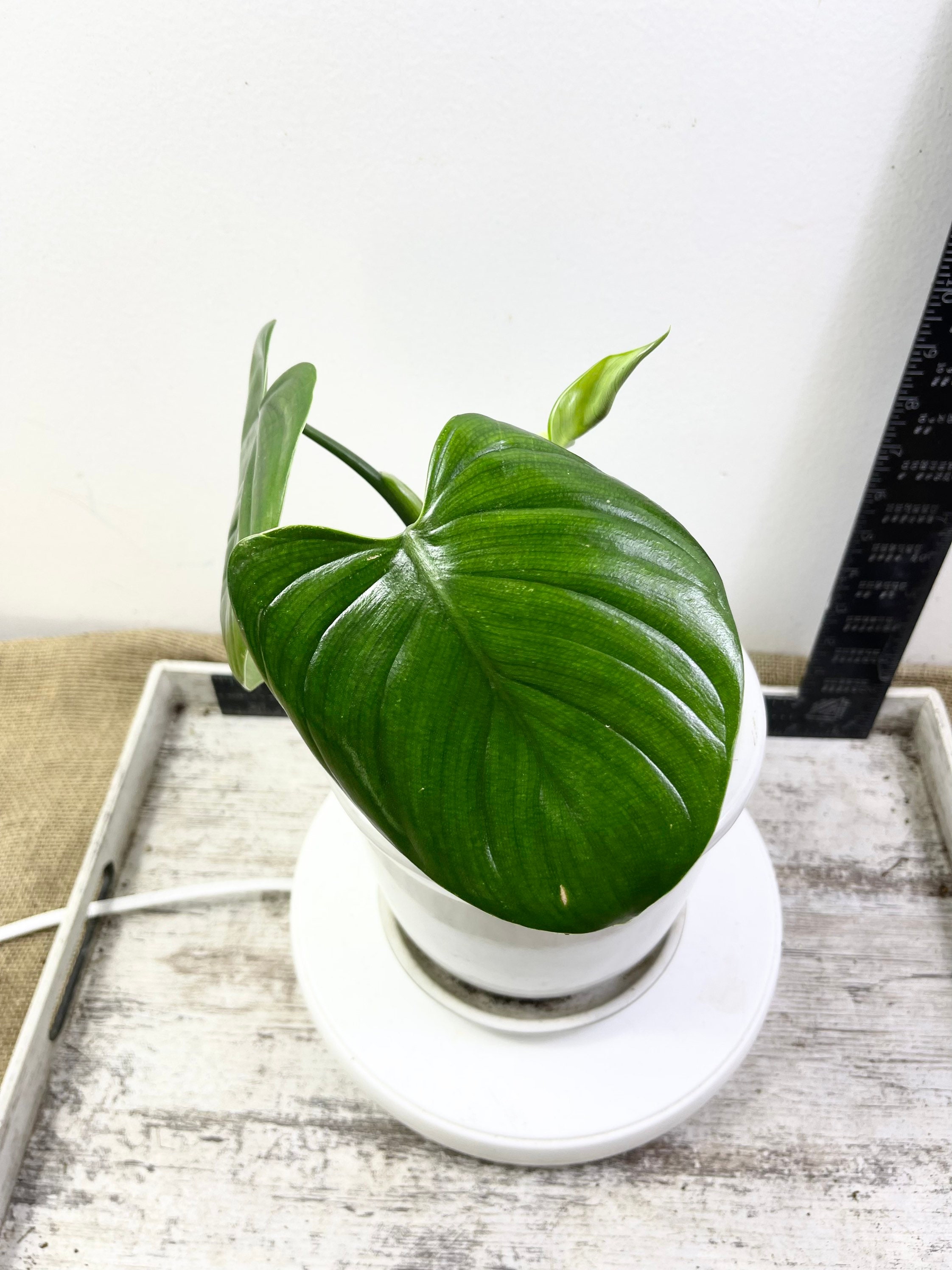Philodendron Eximium Unrooted Cutting Aka Philodendron - Etsy