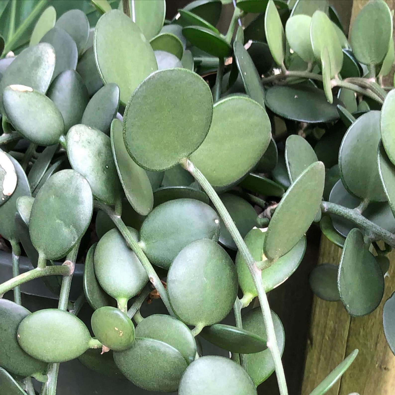 Silver Dollar Vine Xerosicyos Danguyi One 6 Inch - Etsy