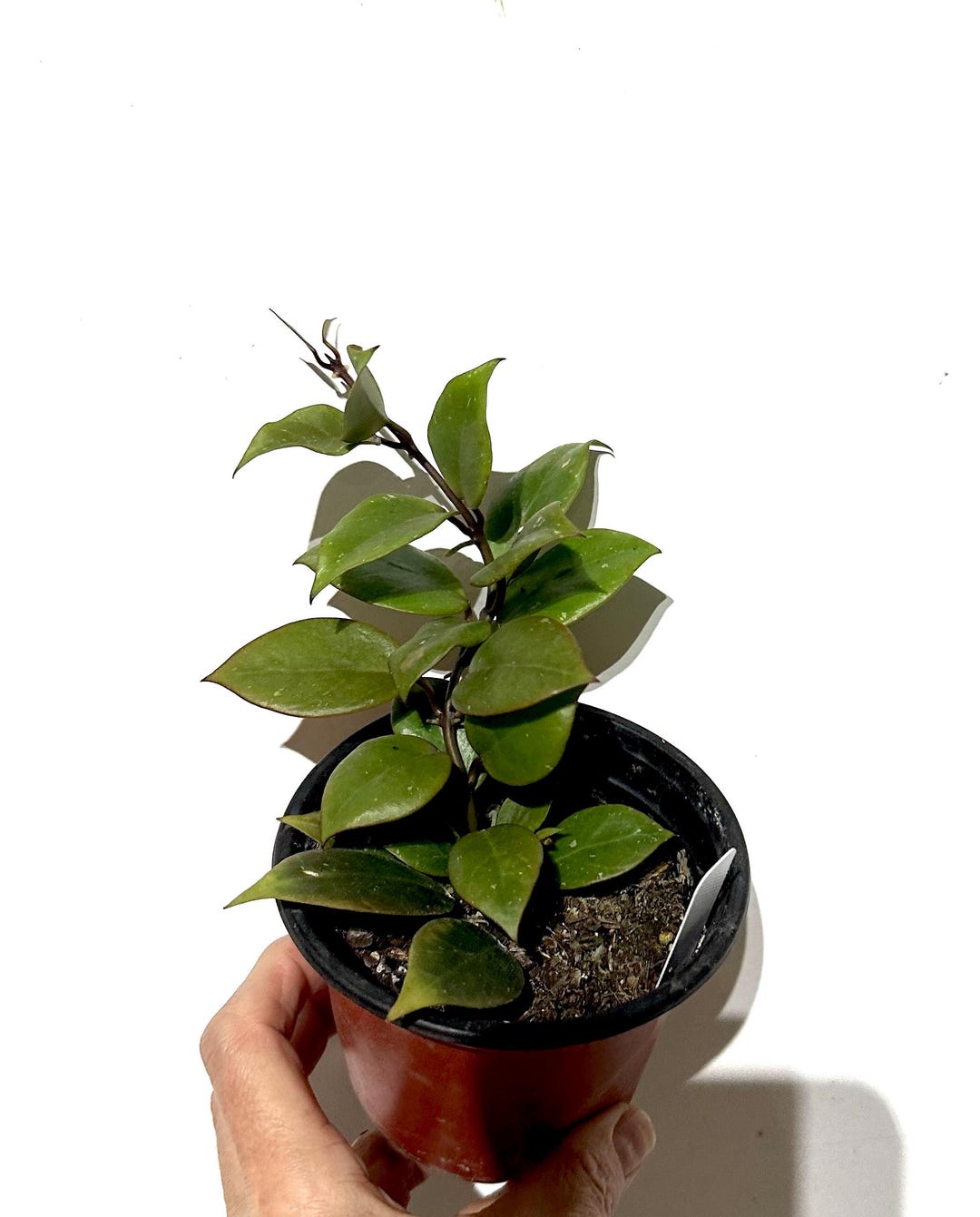 Hoya Sunrise in 4" Pot Starting to Show Beautiful Colors From Sun ...