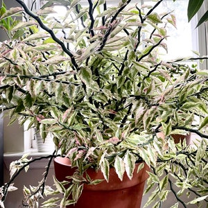 Variegated Devil's Backbone Cutting: Euphorbia Tithymaloides - 12 ...