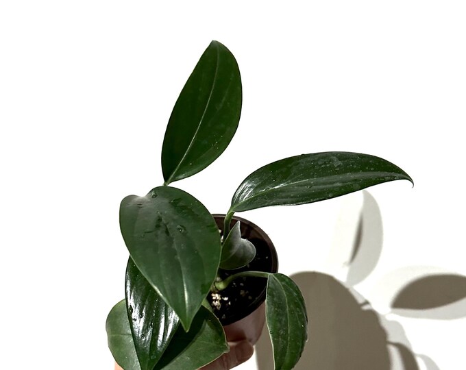 Rhaphidophora Decursiva in 4" Pot - Ready to Climb a Totem - Exact ...