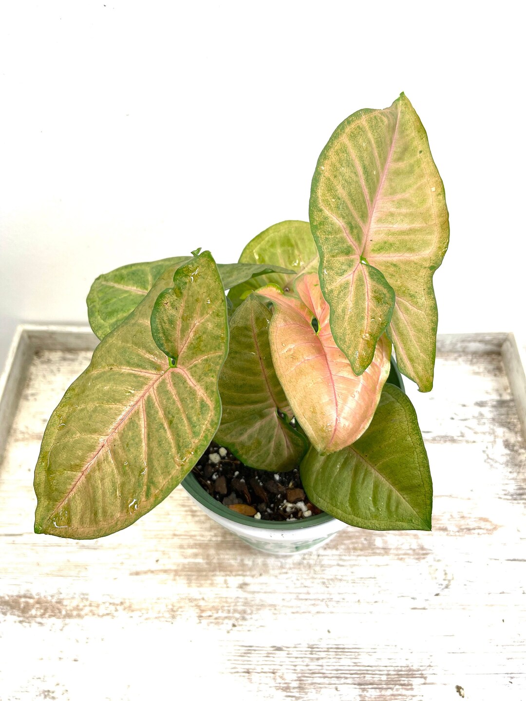 Syngonium Podophyllum 'pink Allusion' One 6" Unrooted Cutting Arrowhead ...