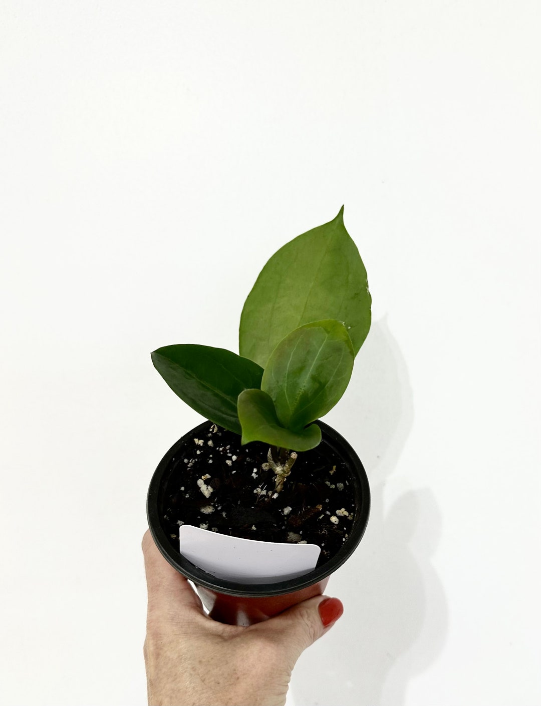 Hoya Surigaoensis Large Leaf Hoya VERY Rare Hoya Hard to - Etsy