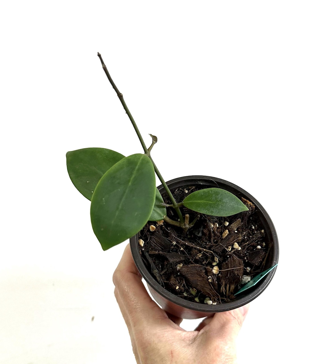 Hoya Mindorensis Pink in 4" Pot - Large and Vining Hoya - Fast Growing Hoya - Easy to Bloom Hoya ...