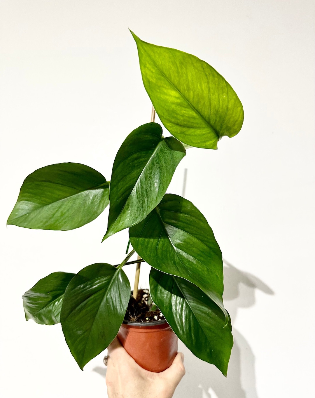 Jessenia Pothos Low Variegation Jessenia in 4 Pot Exact Plant 30 - Etsy