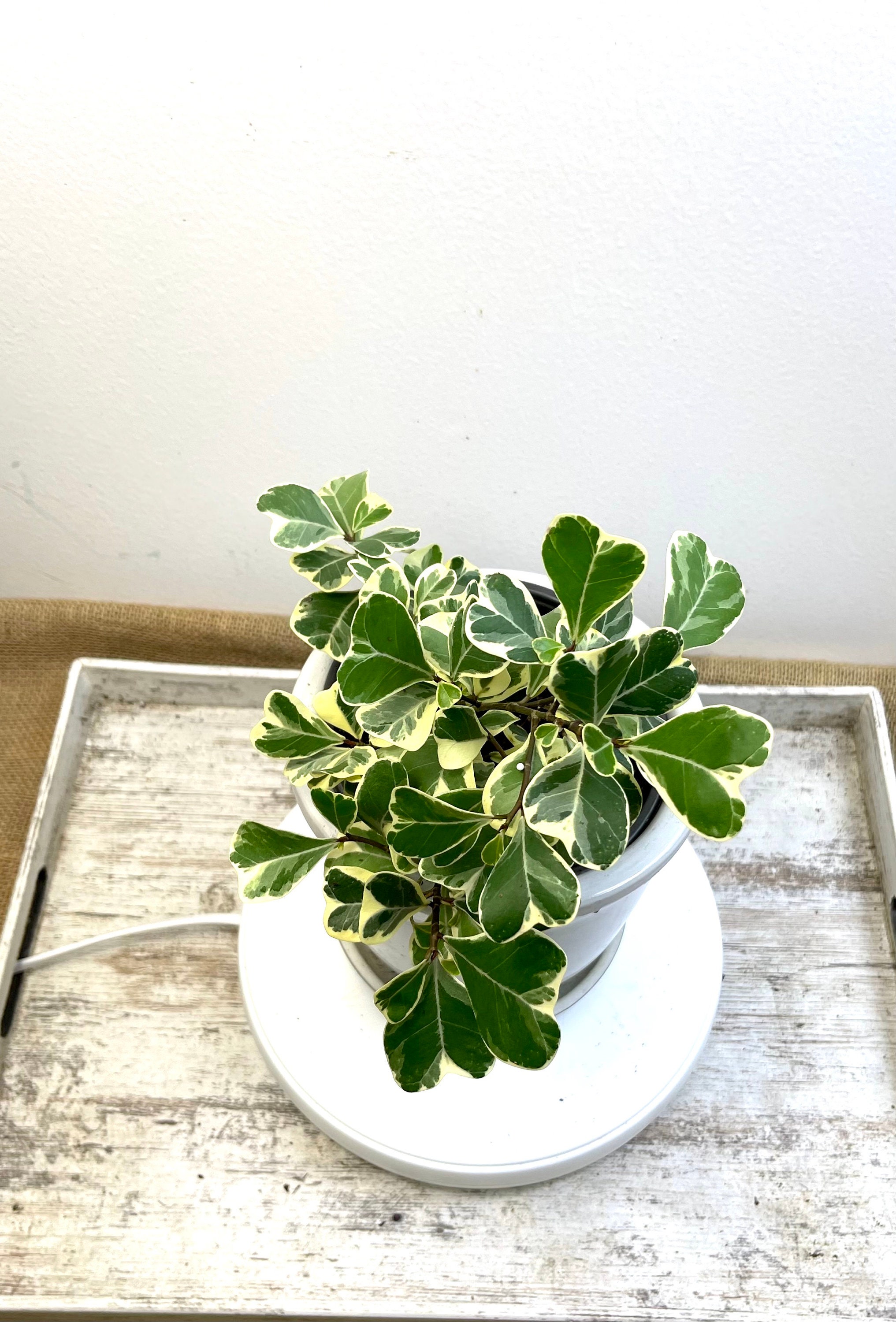 Ficus Triangularis Variegata in 6 Pot Variegated Ficus - Etsy