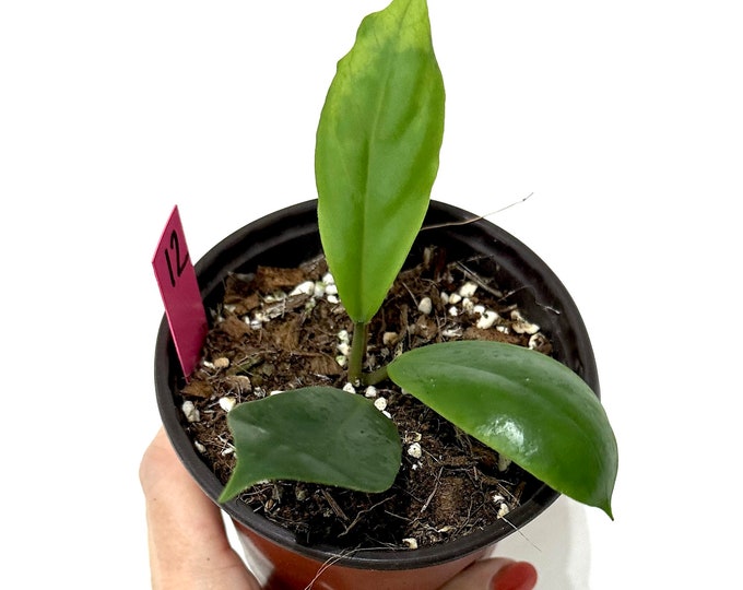 Hoya Incrassata in 4 Pot With New Growth, Rare Hoya, Hard to Find Hoya ...