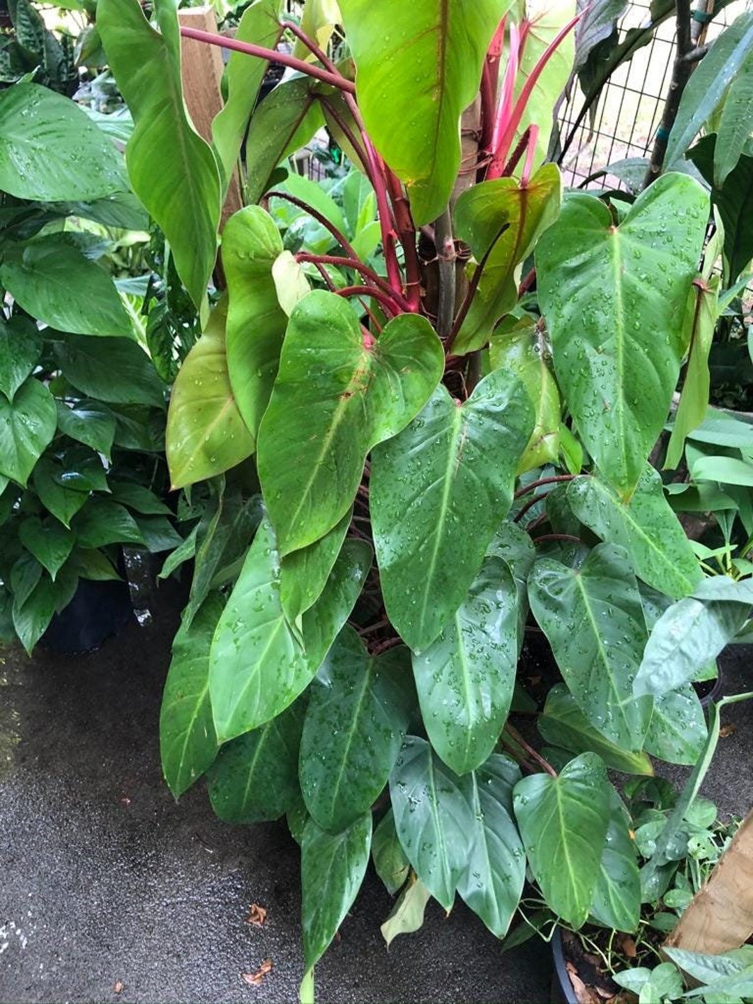 Philodendron Red Emerald Unrooted 6" Cutting With Multiple Nodes ...