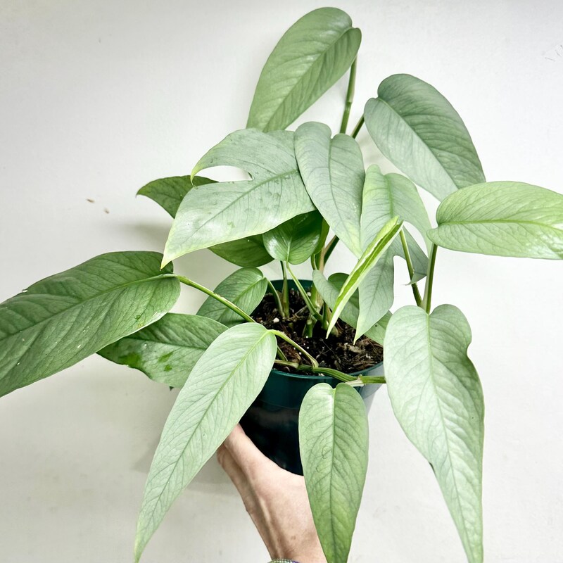 Cebu Blue Pothos - Etsy
