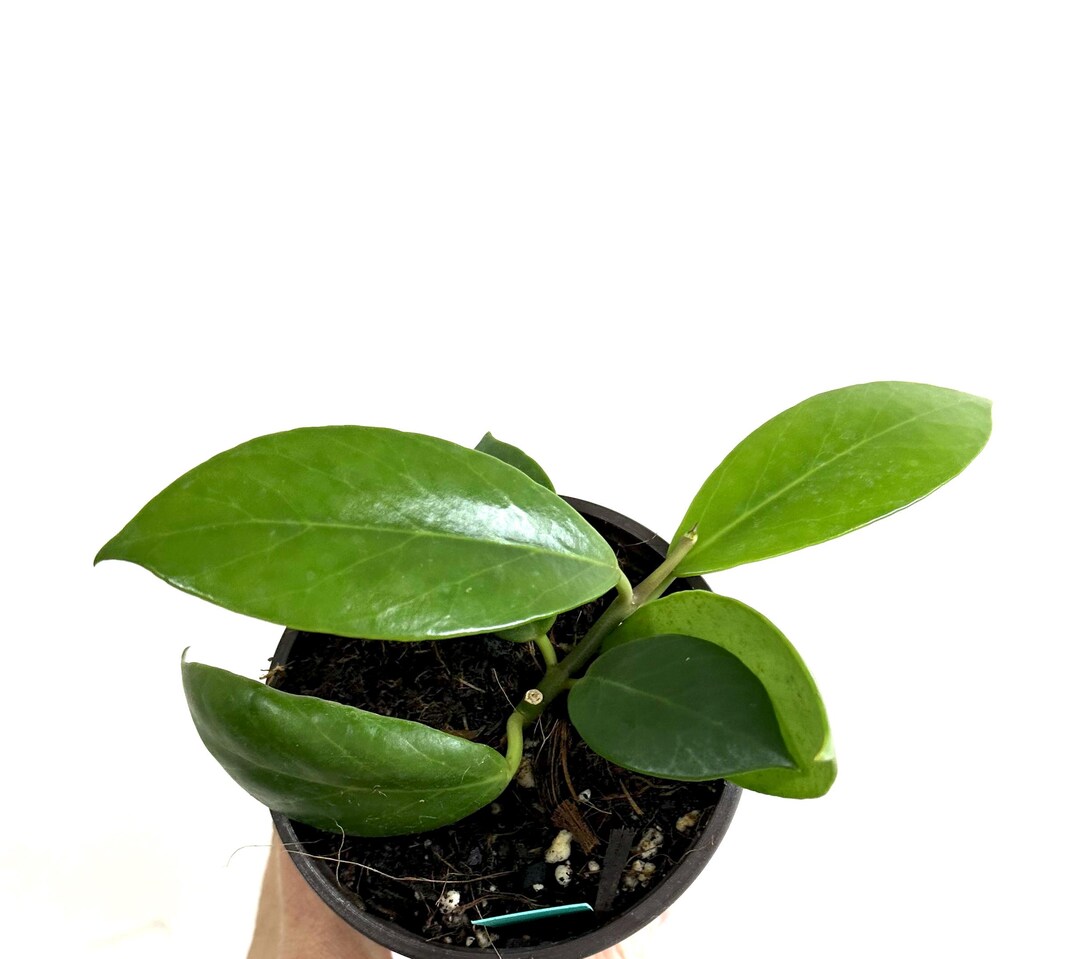 Hoya Sunrise in 4" Pot - Beautiful Colors When Sun Stress - Exact Plant ...