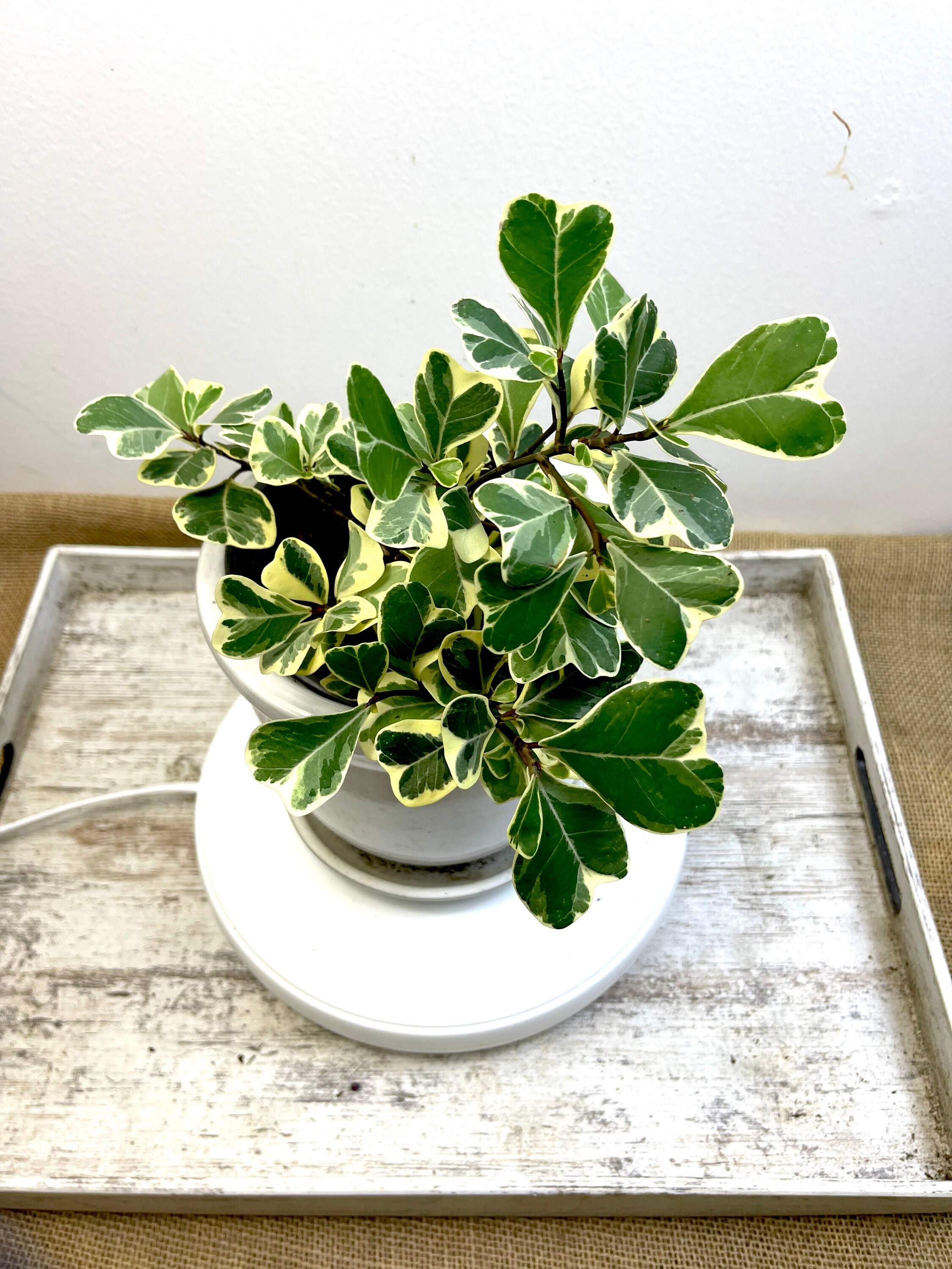 Ficus Triangularis Variegata in 6 Pot Variegated Ficus - Etsy