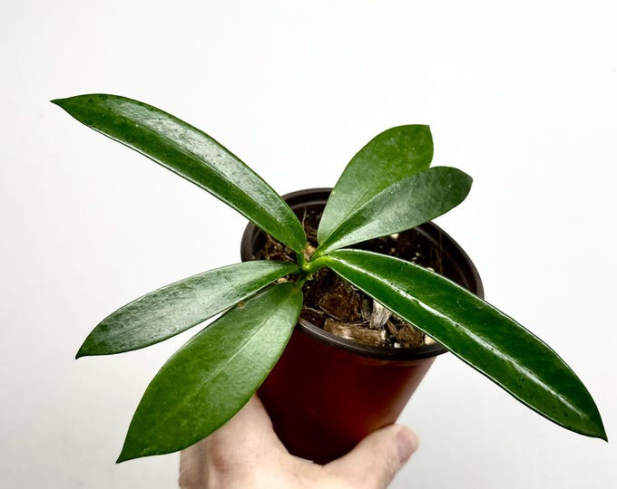 Hoya Celata Previously Known as Pubicalyx 'white Dragon' in 4" Pot ...