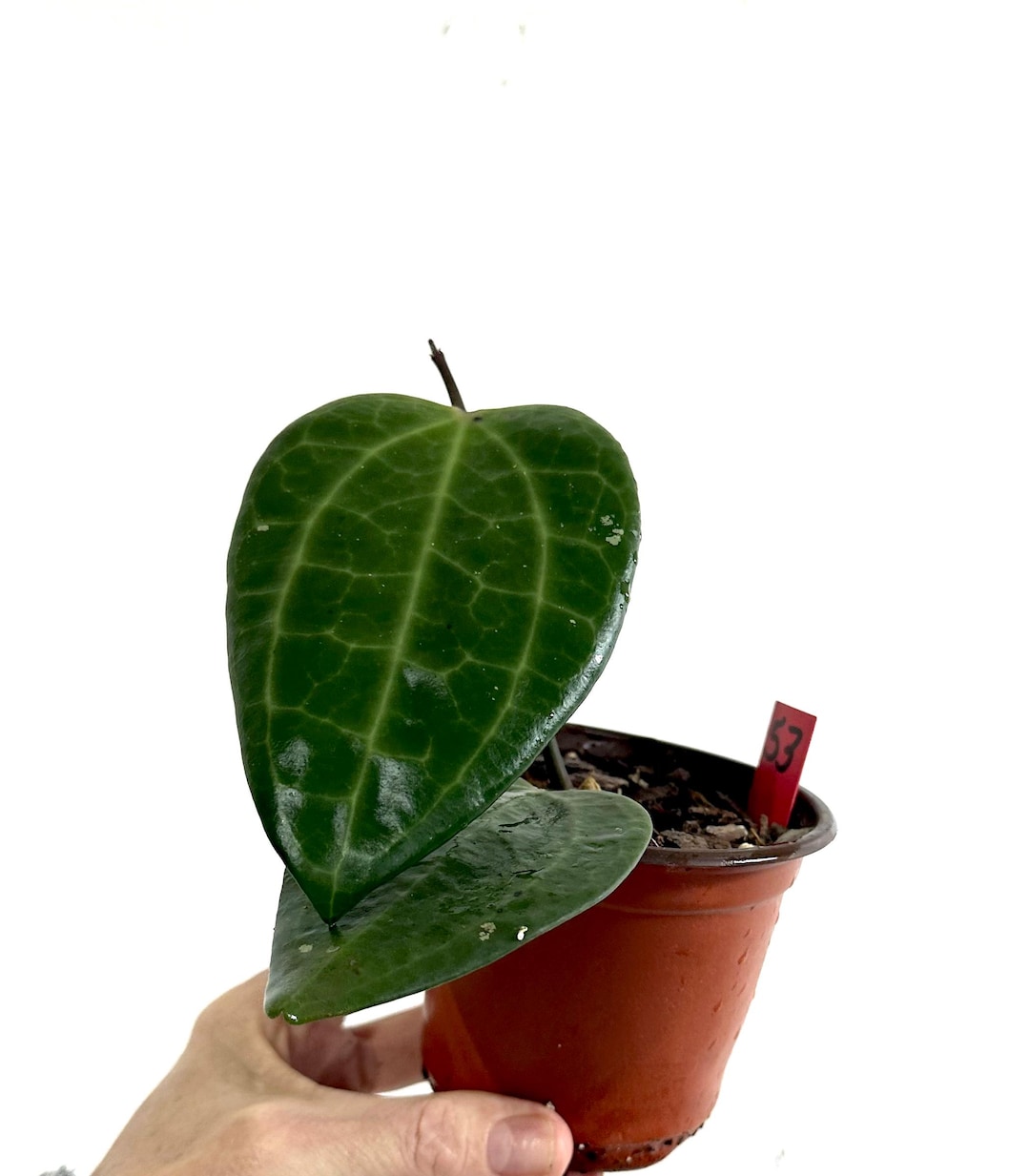 Hoya Latifolia - Dinner Plate Hoya in 4" Pot - Exact Plant #53 - Etsy