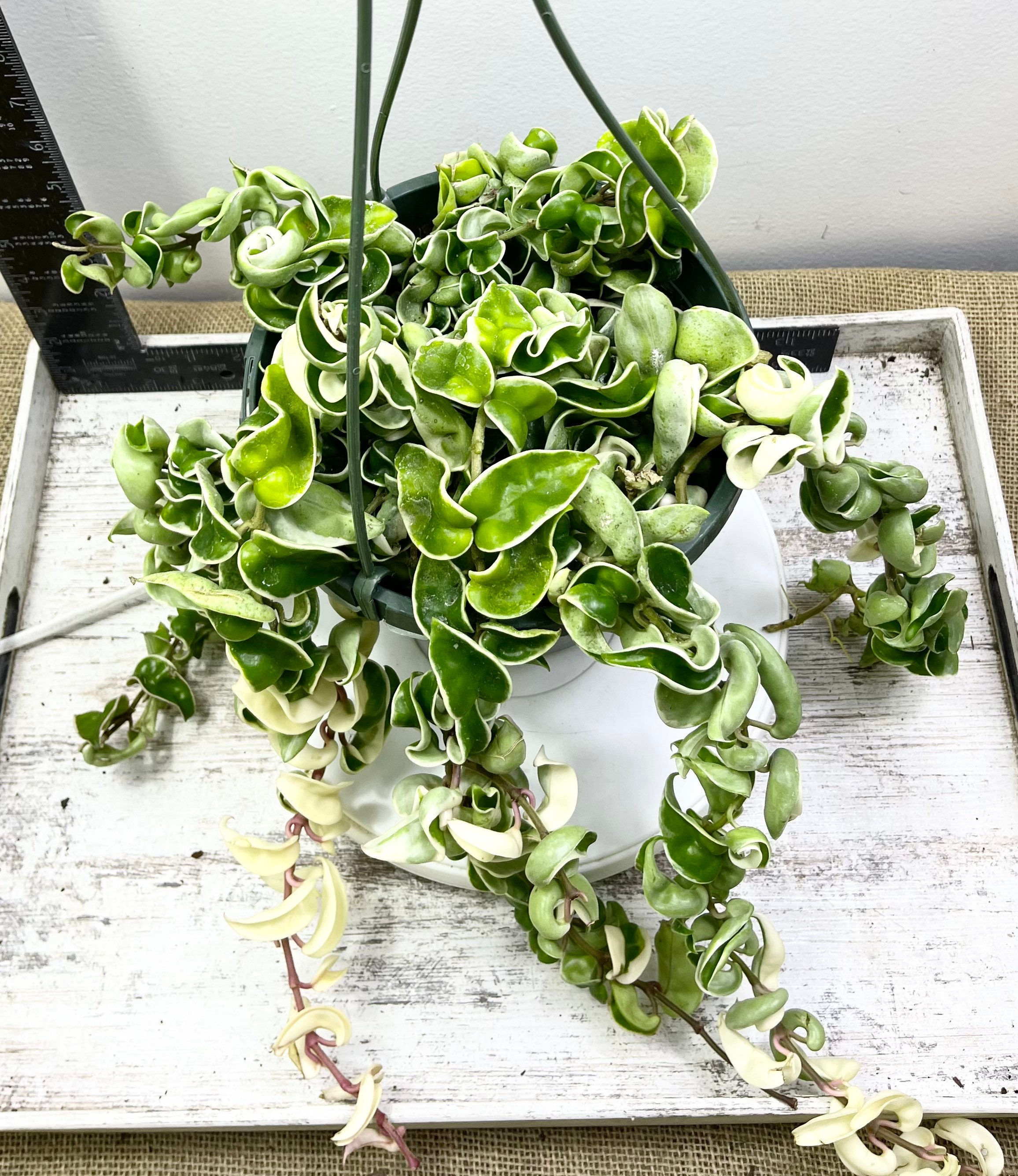 Hoya Carnosa Compacta Variegata Cutting Variegated Rope Hoya - Etsy