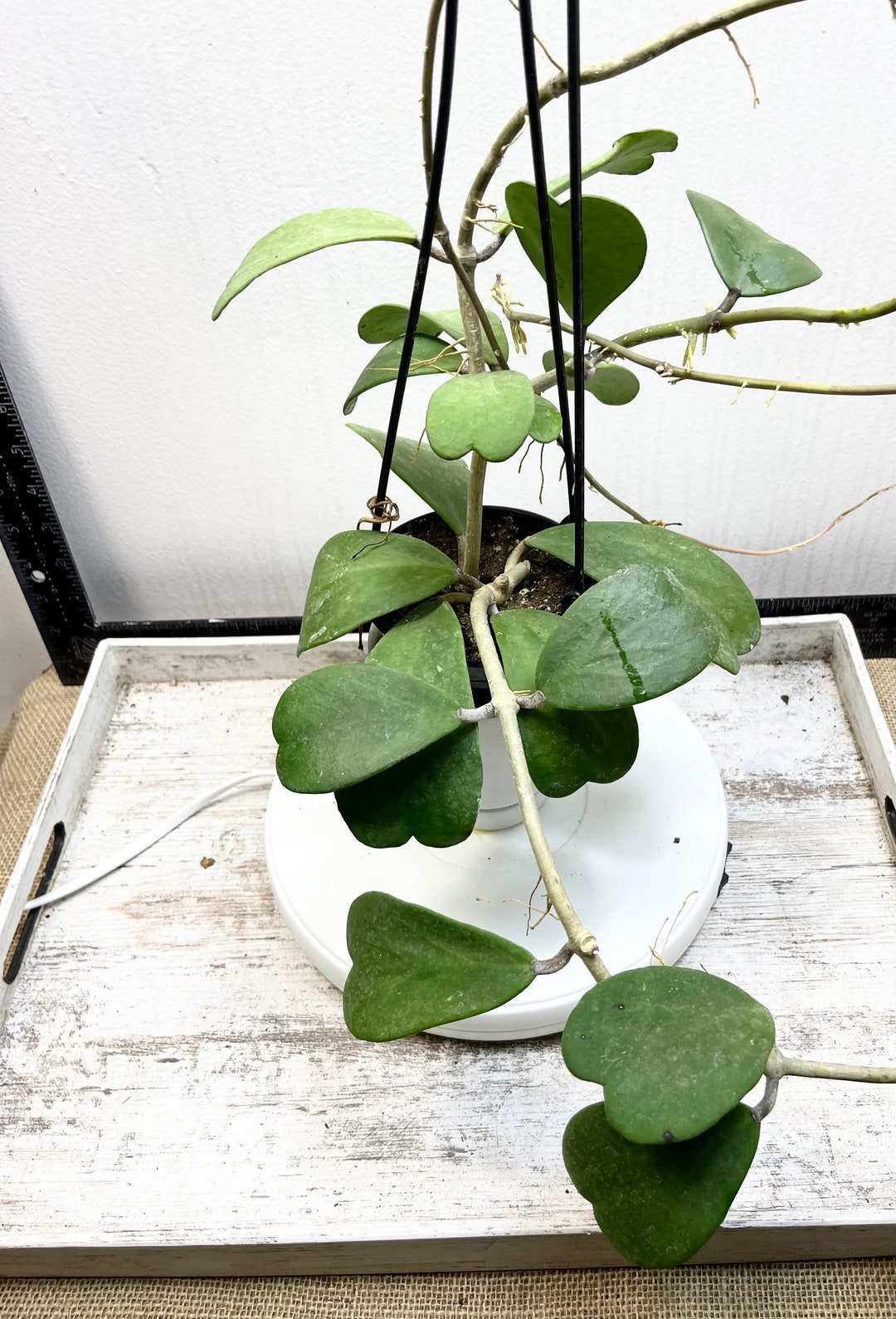 Hoya Kerrii Unrooted 2 Leaf One Node Cutting Aka Hoya Kerrii Heart Leaf ...