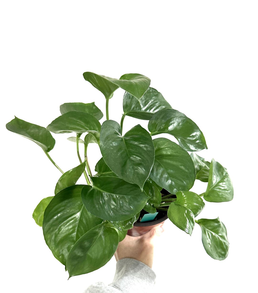 Emerald Pothos in 6 Pot / Epipremnum Aureum Exact Plant 41 - Etsy