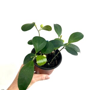 Ficus Deltoidea, Mistletoe Fig in 4" Pot - Ficus Deltoidea, Mistletoe ...