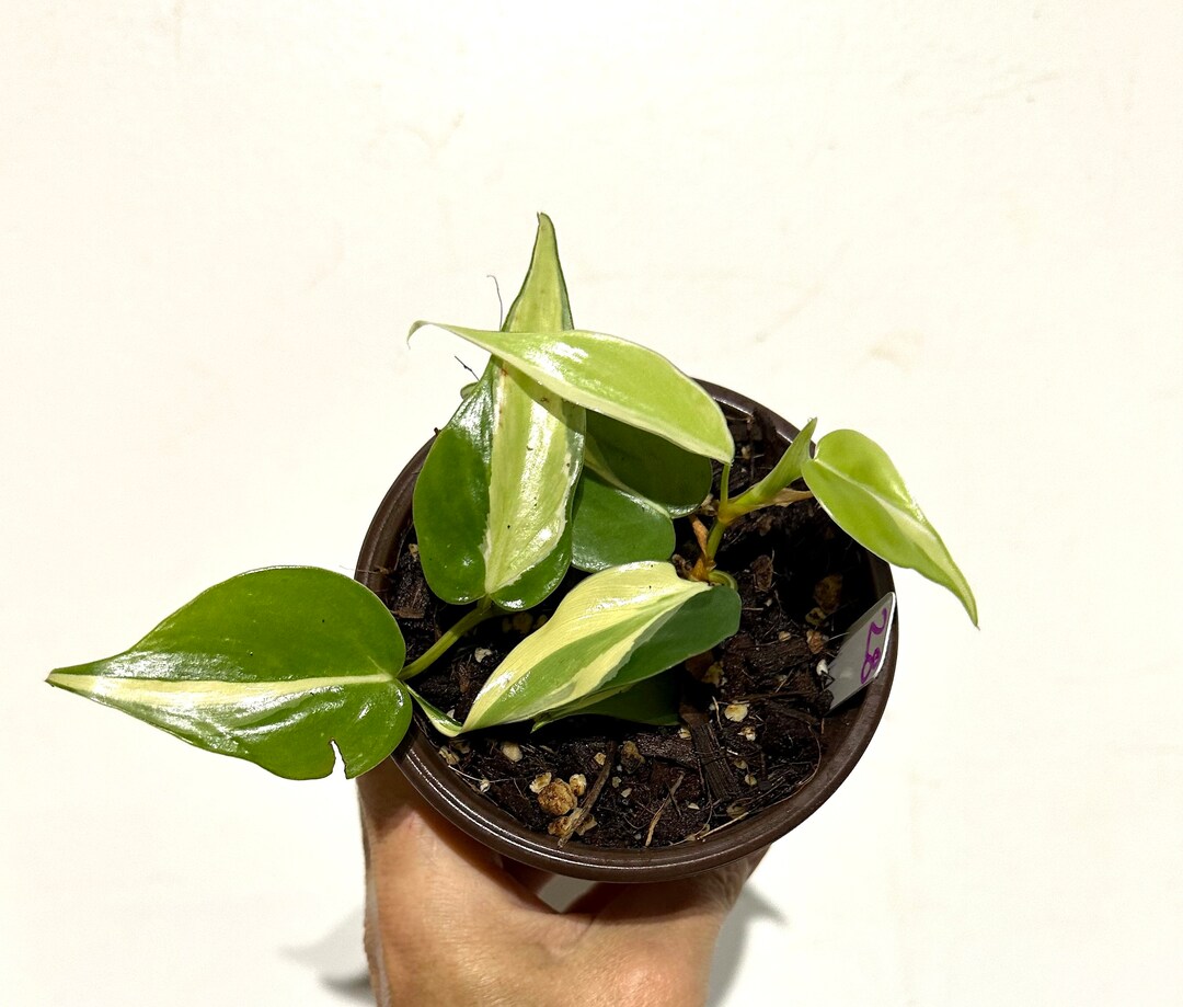 Philodendron Rio, Philodendron Hederaceum, Rio Heart Shaped ...