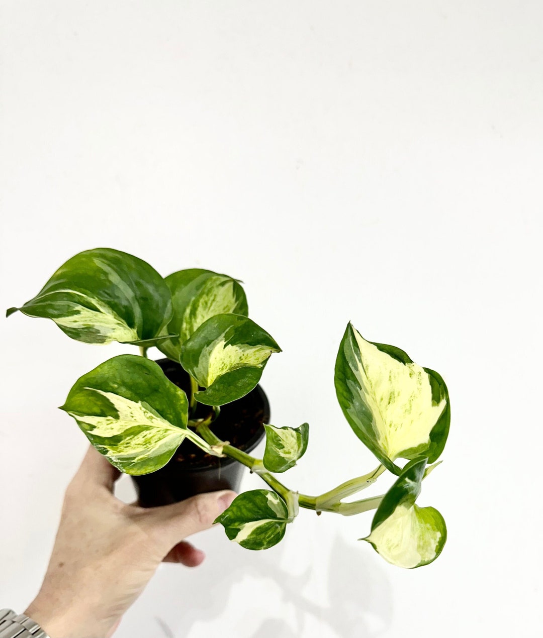 Manjula Pothos in 4 Pot / Epipremnum Aureum 'manjula' Pothos Exact ...