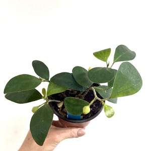 Ficus Deltoidea, Mistletoe Fig in 4" Pot - Ficus Deltoidea, Mistletoe ...