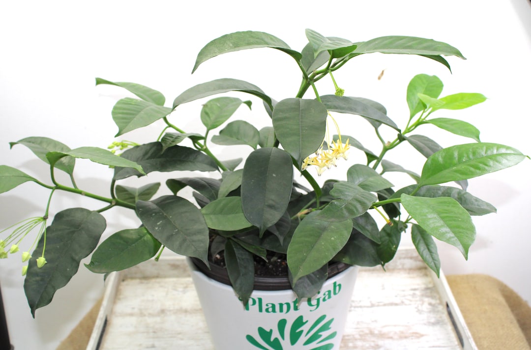 Hoya Multiflora Shooting Star Hoya Cutting One UNROOTED Cutting Rare ...